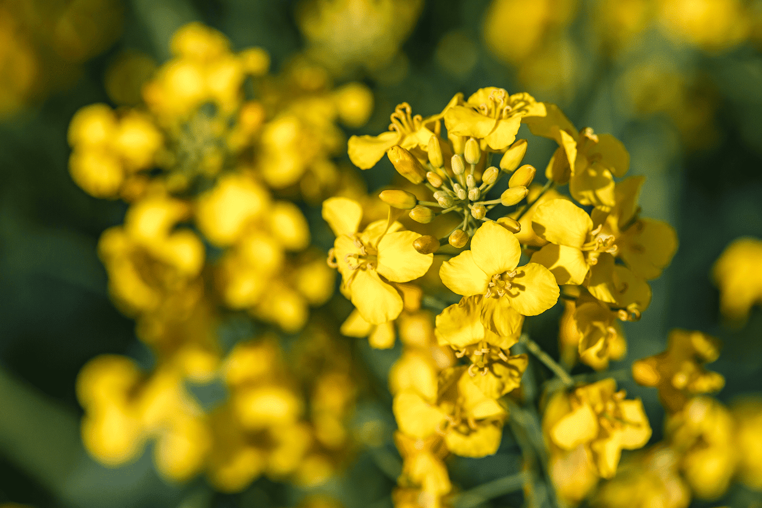 Qu’est-ce que le soufre ? | TIMAC AGRO France